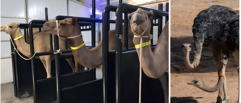 China LF 134.2kHz ISO11784/11785 Livestock RFID Tag Manufacturers | Meihe